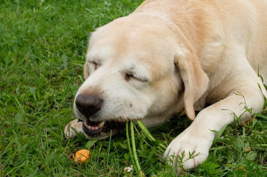 Chiens et alimentation : les aliments toxiques à éviter Chiens et alimentation : les aliments toxiques à éviter
